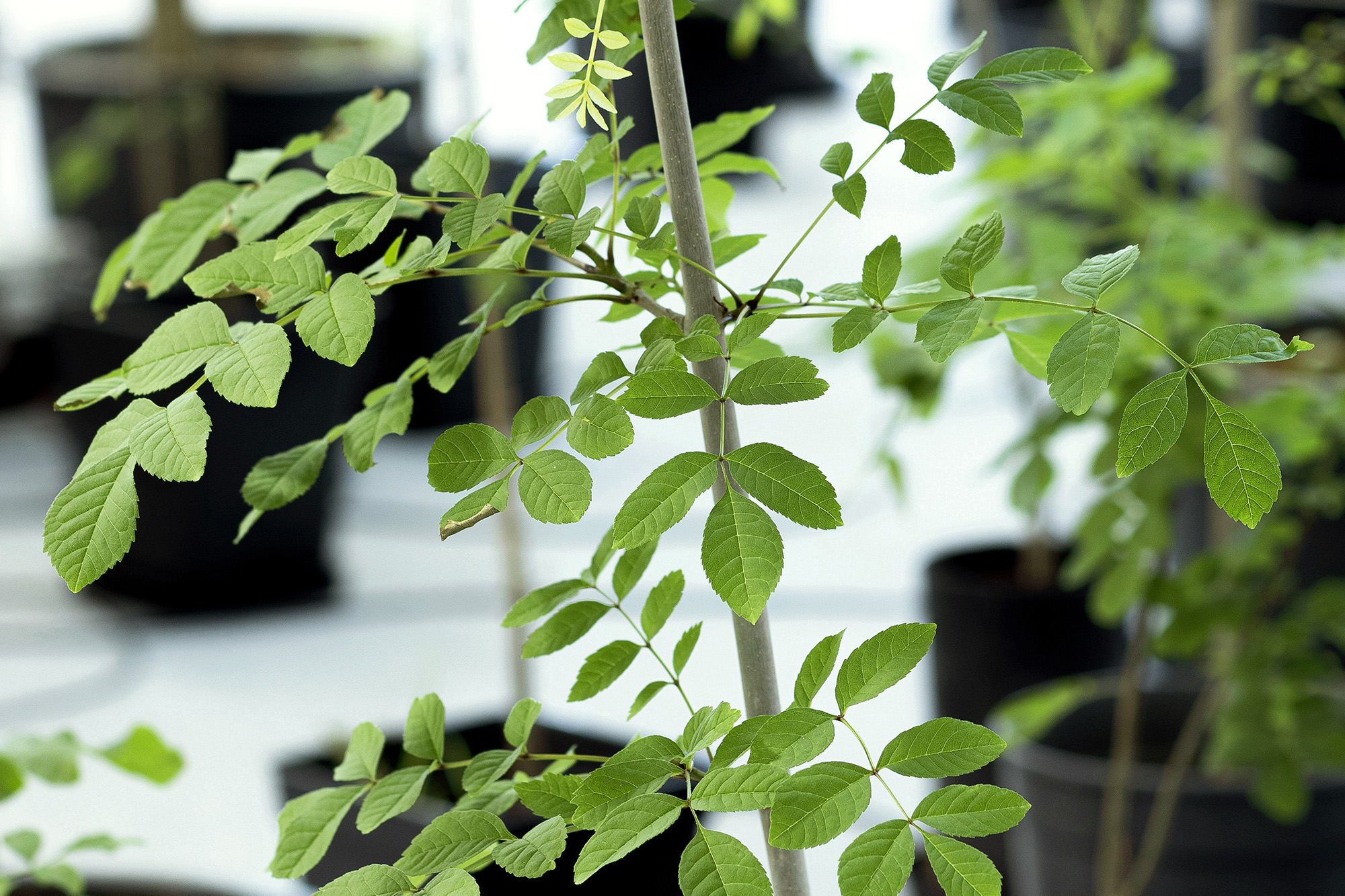 Earth — Plant Spirit